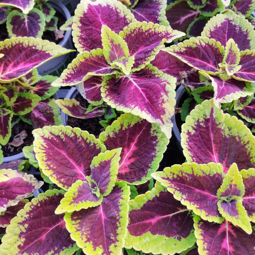 Coleus Ruby Road feuillage couleur Vert et rose