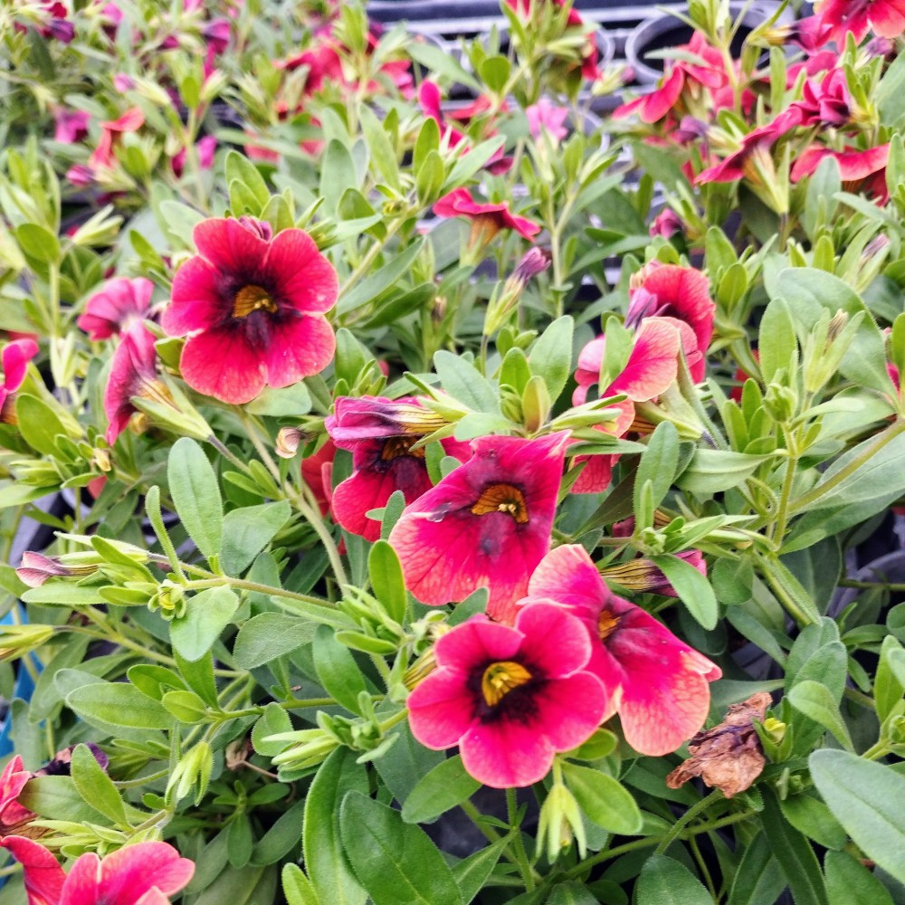 Calibrachoa Retombant Neo Orange Red Punch | Coclicoh.com