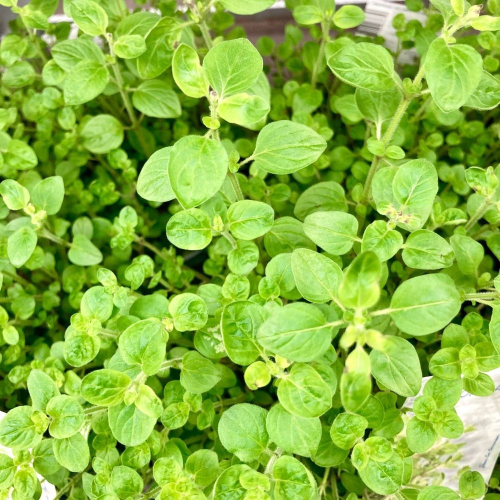 Découvrez l'Origan Vulgaris en Pot de 13cm | Coclicoh.com