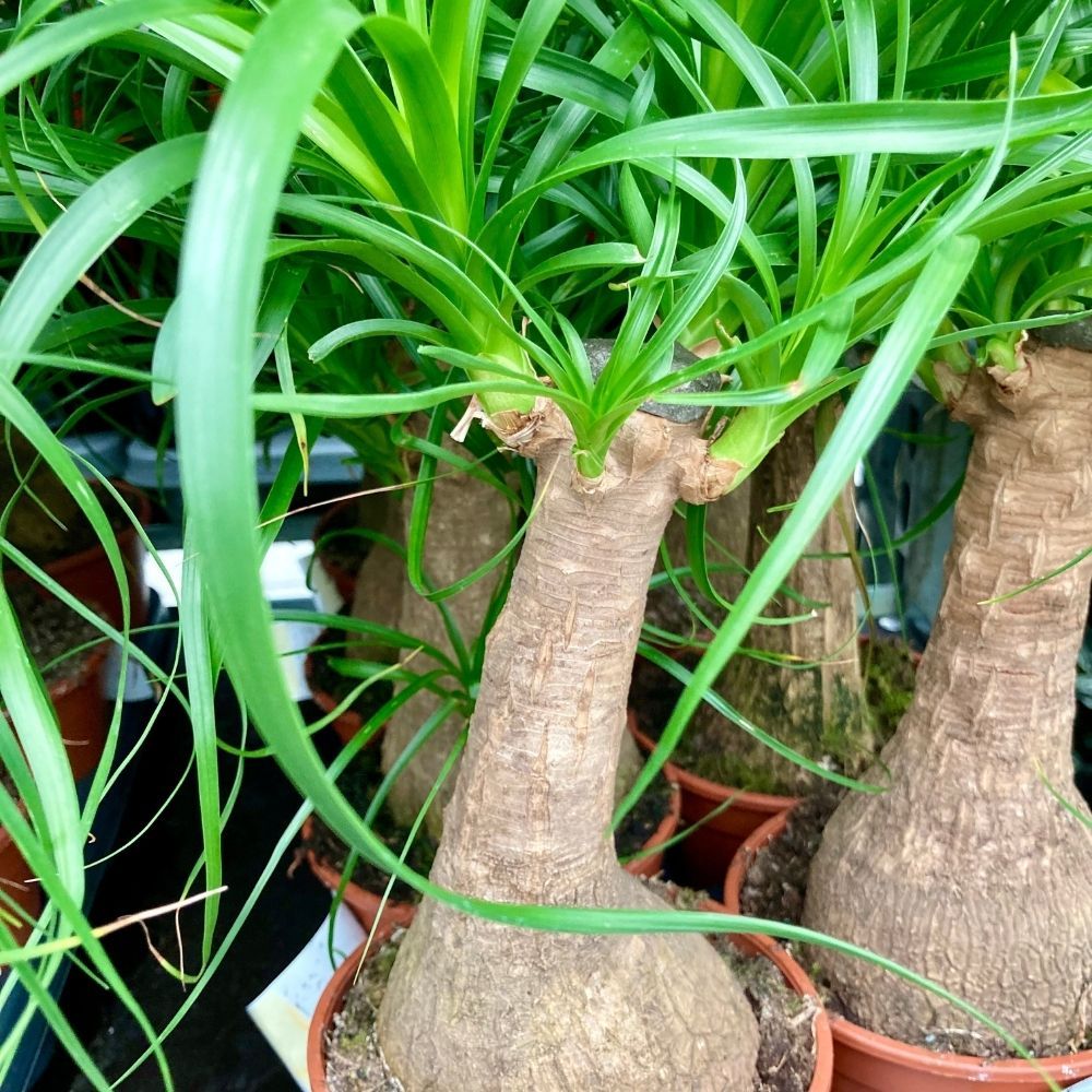 Beaucarnea Pied D'Éléphant Droit | Coclicoh.Com