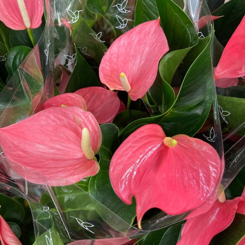 Anthurium Grandiflora Karma Rose Foncé | Coclicoh.Com