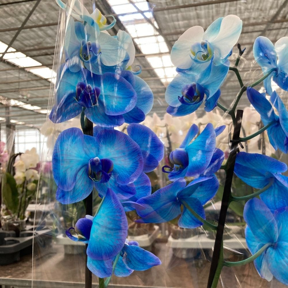 Acheter Orchidée Phalaenopsis Bleue - Pot de 12cm | Coclicoh.com