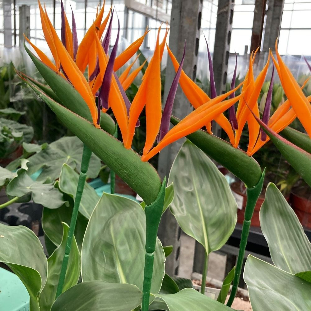 Strelitzia Reginae avec fleur Artificielle - Pot de 13cm | Coclicoh.Com