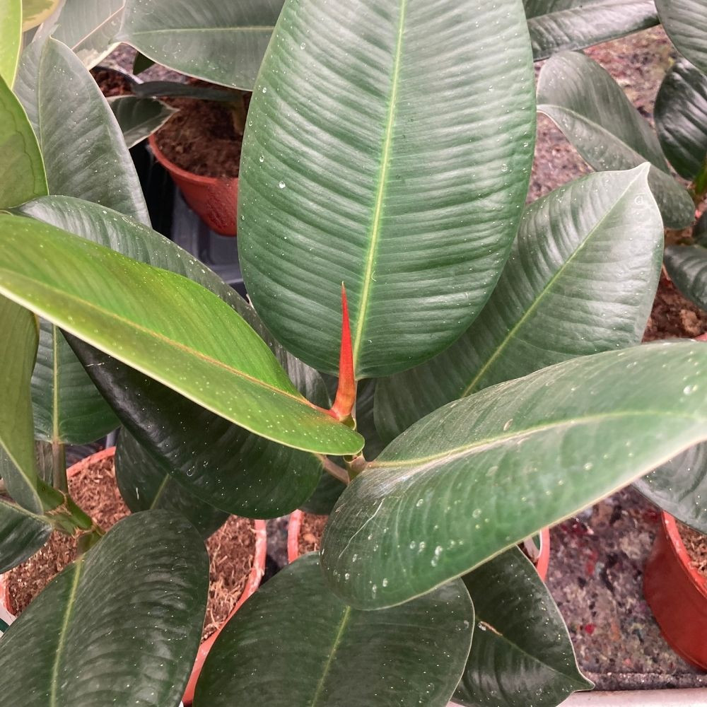 Ficus Elas Robusta - Pot De 17 Cm | Coclicoh.com