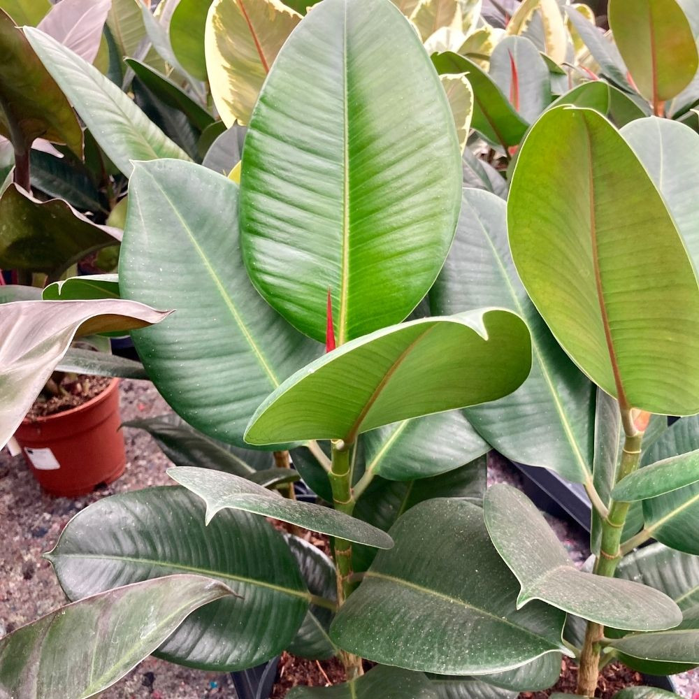 Ficus Elas Robusta - Pot De 17 Cm | Coclicoh.com