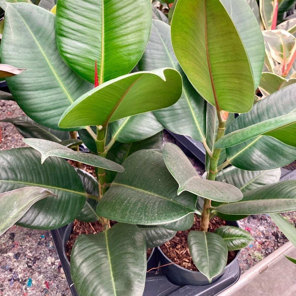 Ficus Elas Robusta - Pot De 17 Cm | Coclicoh.com
