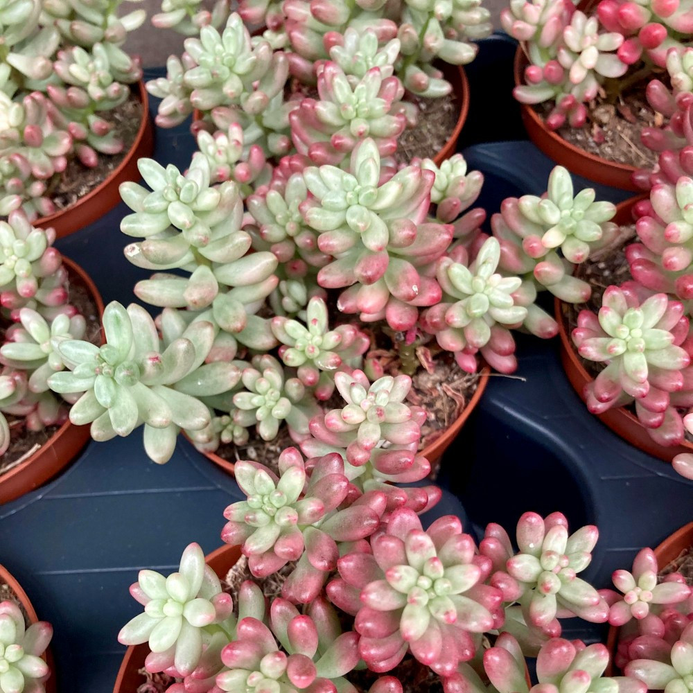 Sedum Rosea - Pot De 8,5 Cm | Coclicoh.com