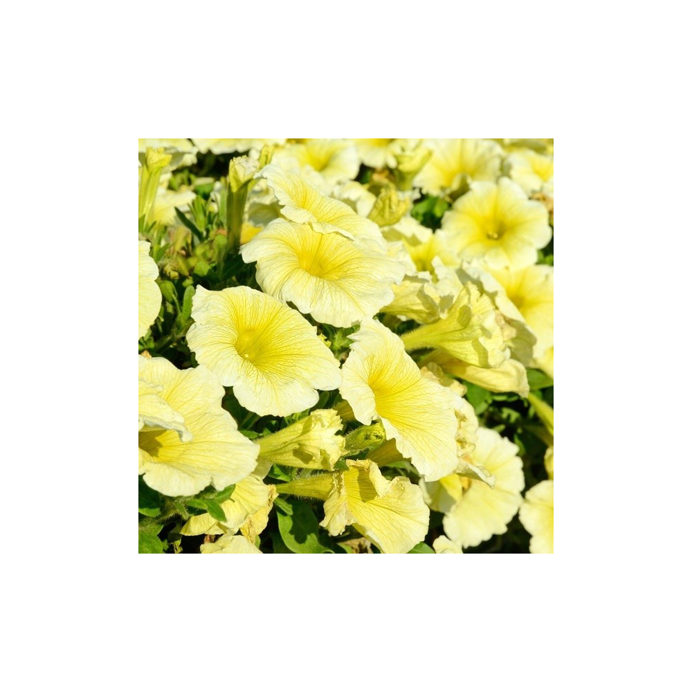 Acheter Petunia Surfinia Yellow Dream