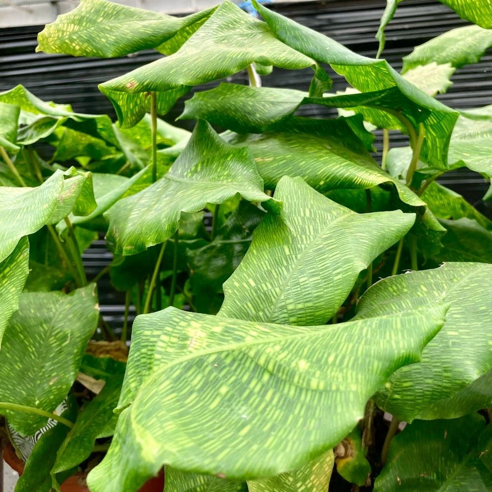 Calathea Network - Pot De 17 Cm | Coclicoh.com