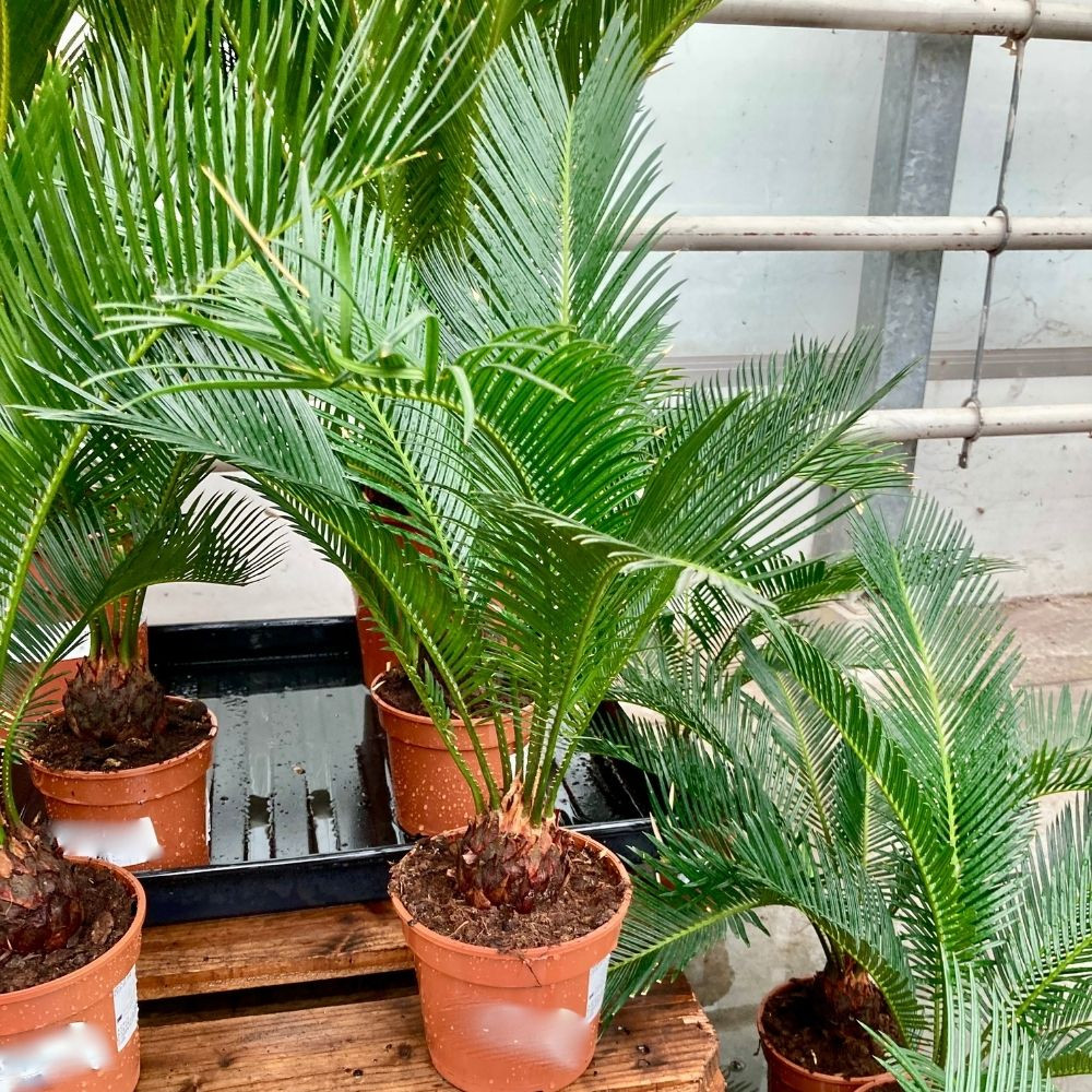 Acheter Cycas Revoluta en pot de 15cm pas cher sur Coclicoh