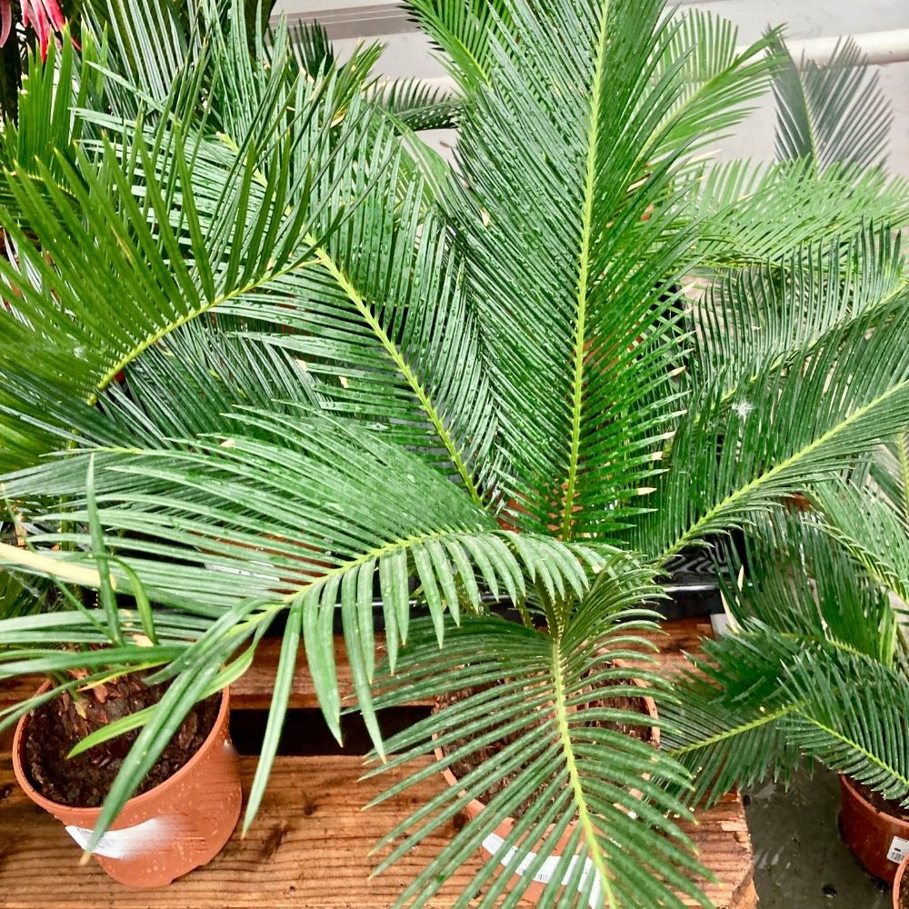 Acheter Cycas Revoluta en pot de 15cm pas cher sur Coclicoh
