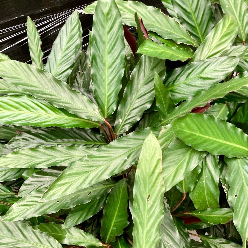 Calathea - Pot De 17 Cm | Coclicoh.com