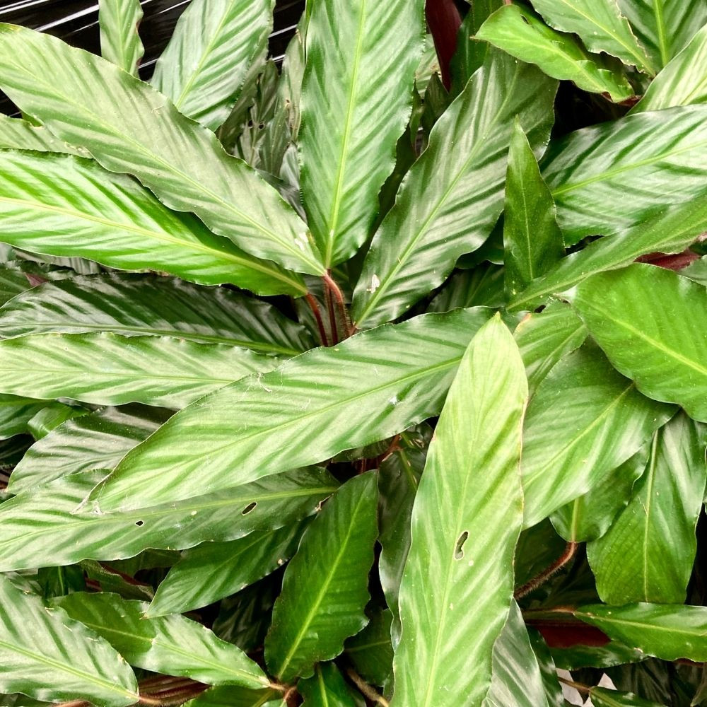 Calathea - Pot De 17 Cm | Coclicoh.com