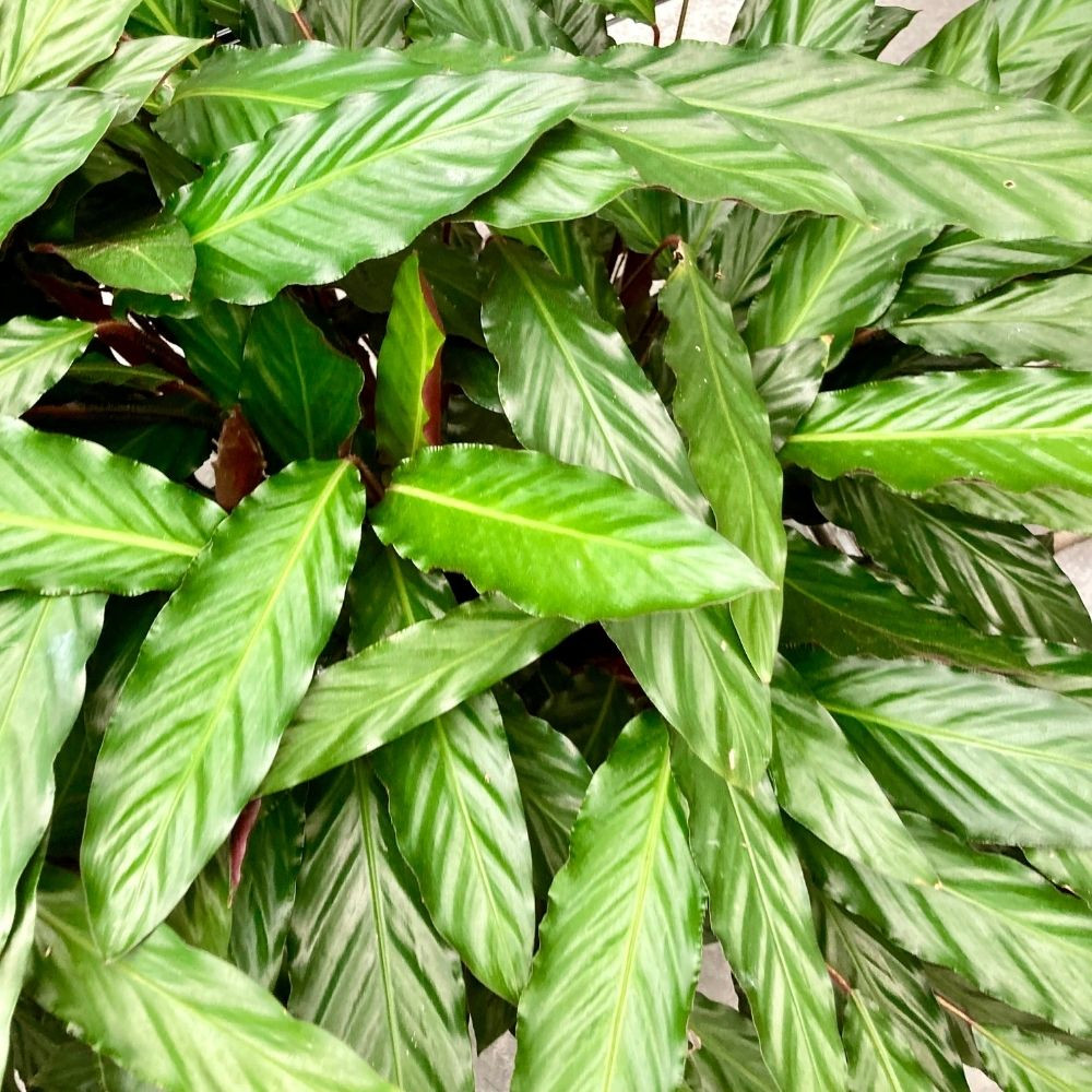 Calathea - Pot De 17 Cm | Coclicoh.com