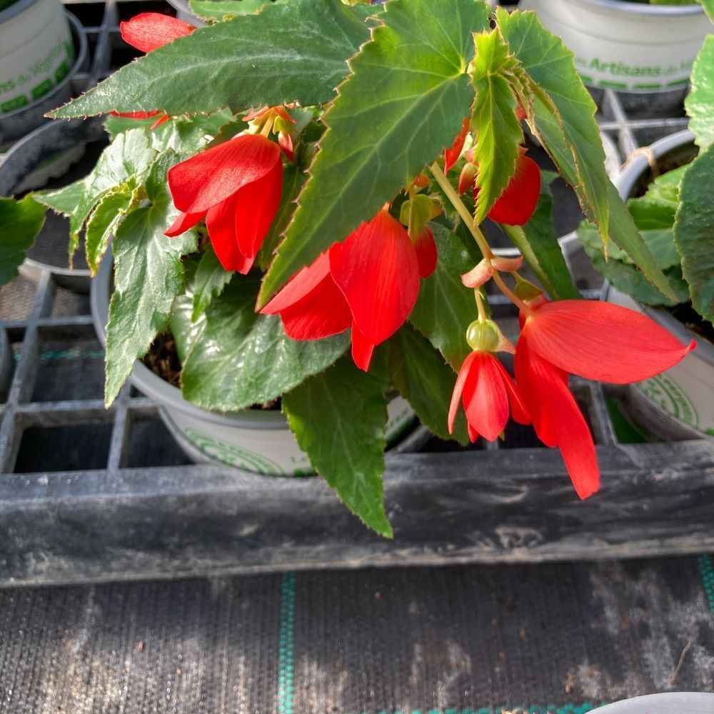 Acheter Begonia Boliviensis Santa Cruz pas cher