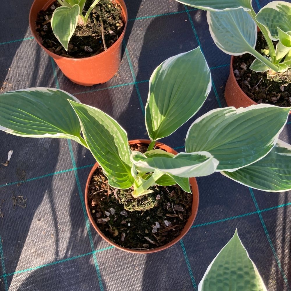 Acheter Hosta Jurassic Park