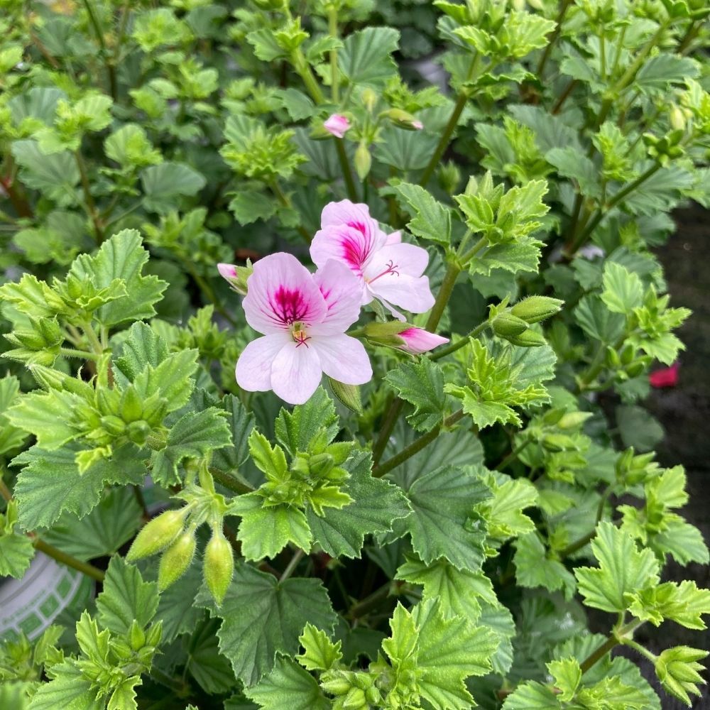 Acheter Geranium Droit Angeleyes Bicolor Improved
