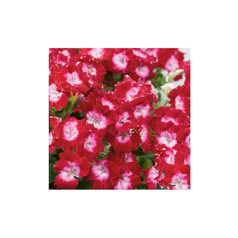 Acheter Pelargonium Pac Bermuda Cherry