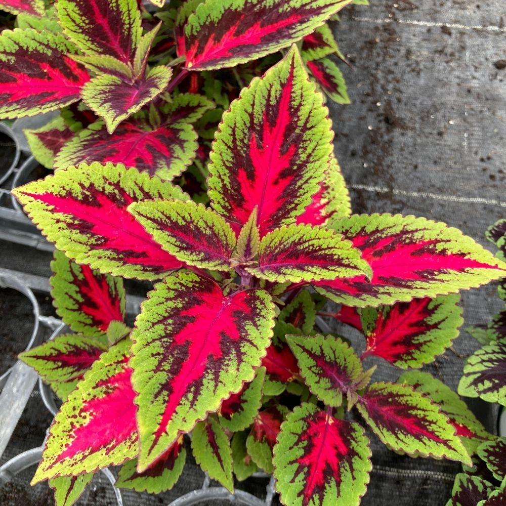 Coleus Ruby Road feuillage couleur Vert et rose
