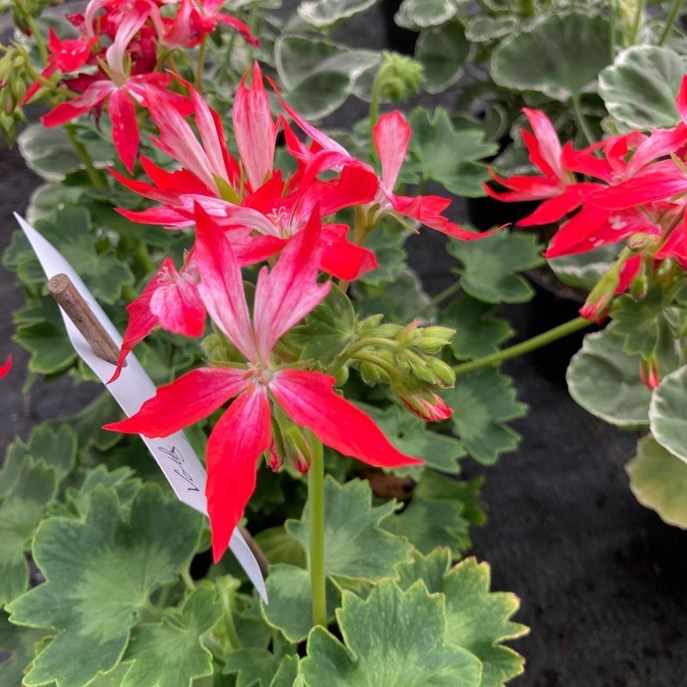 Acheter geranium Fireworks Rouge et blanc