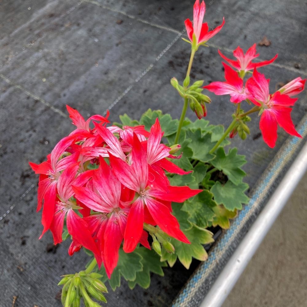 Acheter geranium Fireworks Rouge et blanc