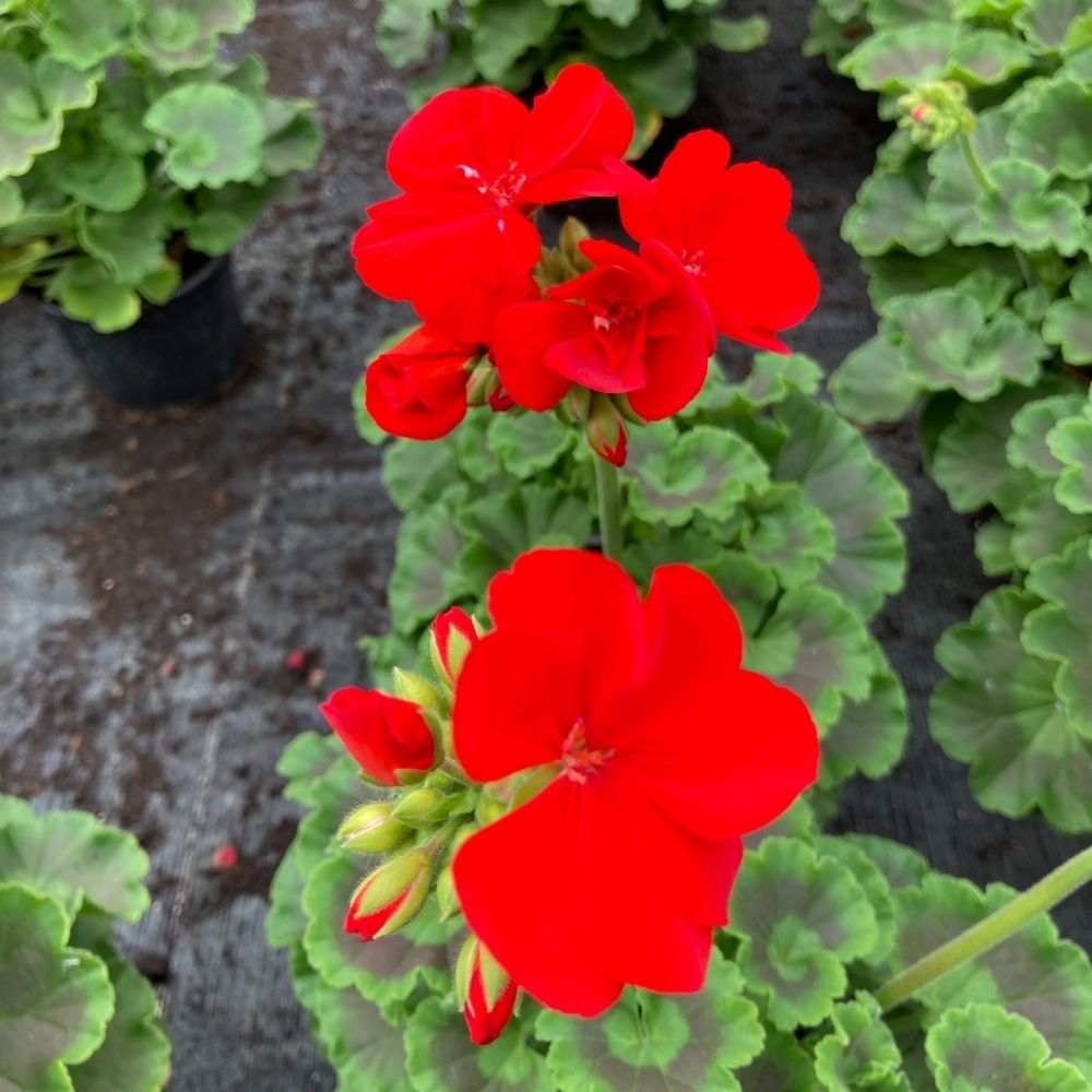 Acheter Geranium Zonal Toscana Senna et autres plantes sur Coclicoh