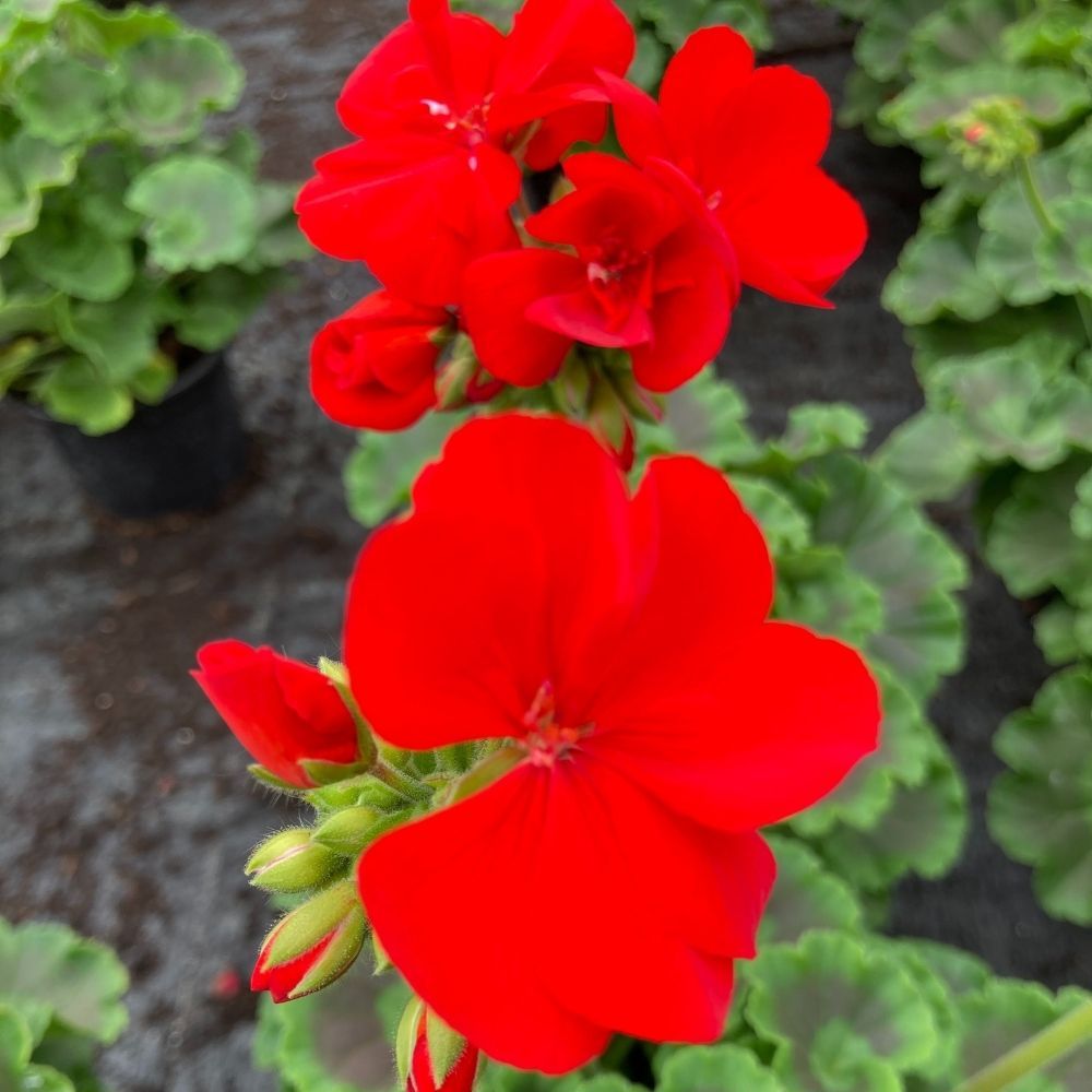 Acheter Geranium Zonal Toscana Senna et autres plantes sur Coclicoh