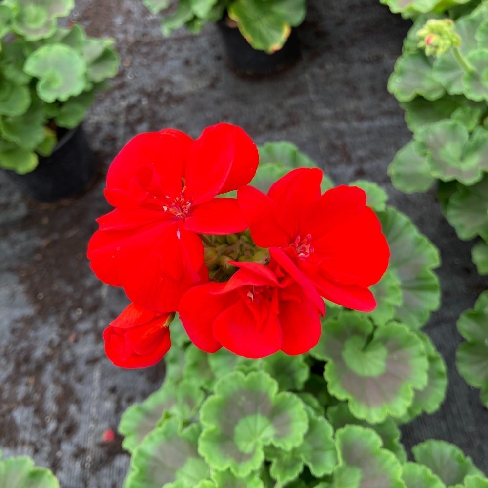 Acheter Geranium Zonal Toscana Senna et autres plantes sur Coclicoh