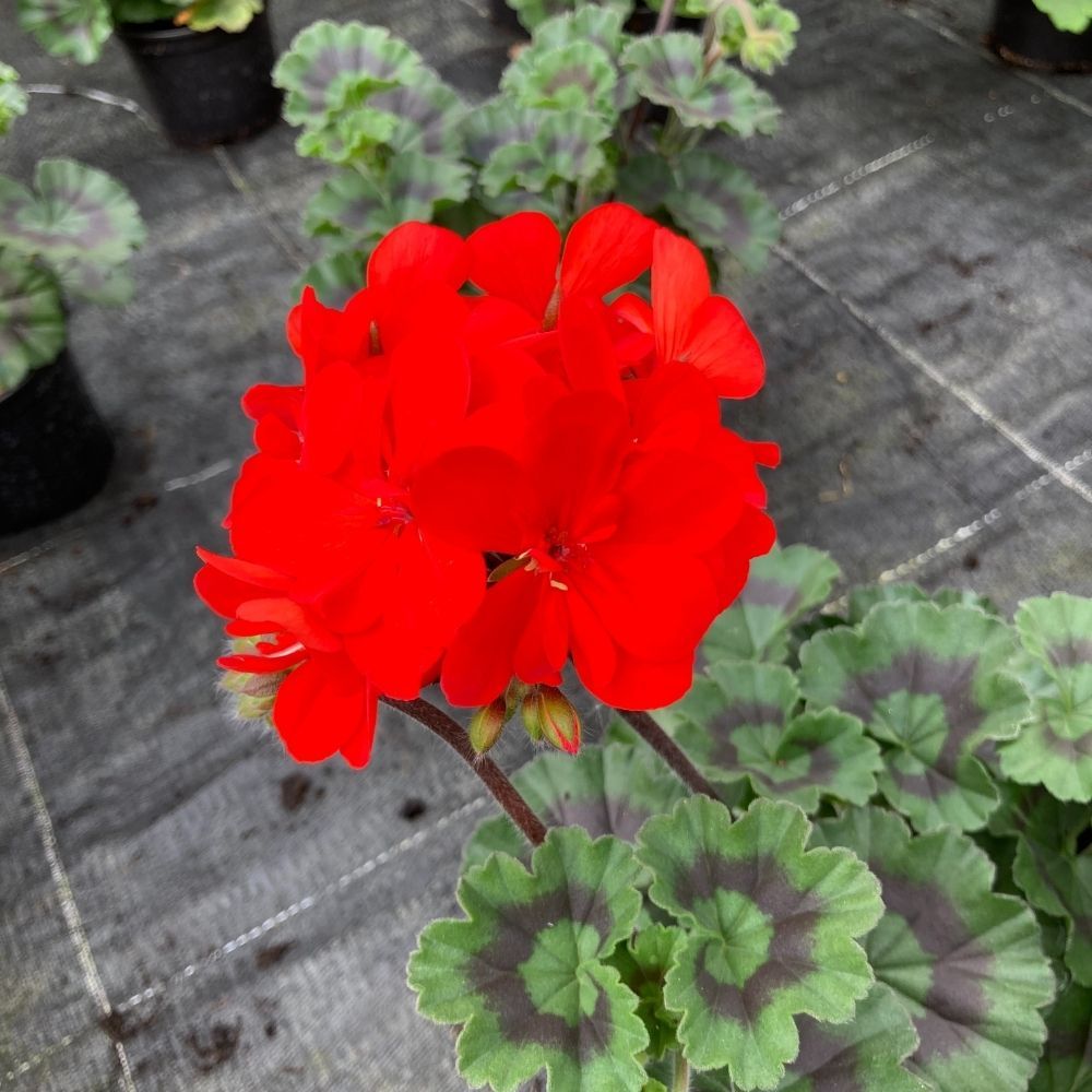 Acheter Geranium Droit Savannah Really Red pas cher