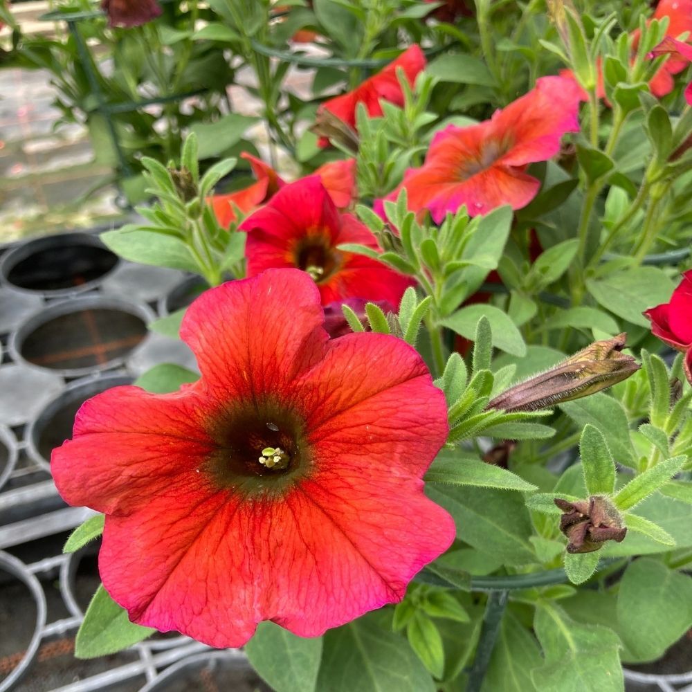 Petunia Petchoa Beautical Cinnamon fleurs couleur Rose