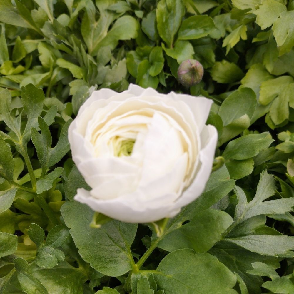 Acheter Renoncule Asiaticus Maché Blanche et autres plantes sur Coclicoh