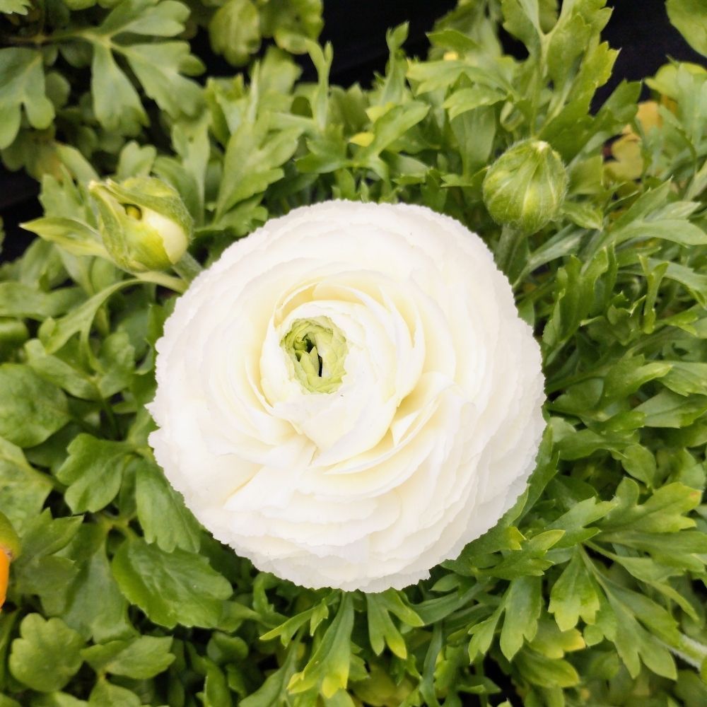 Acheter Renoncule Asiaticus Maché Blanche et autres plantes sur Coclicoh