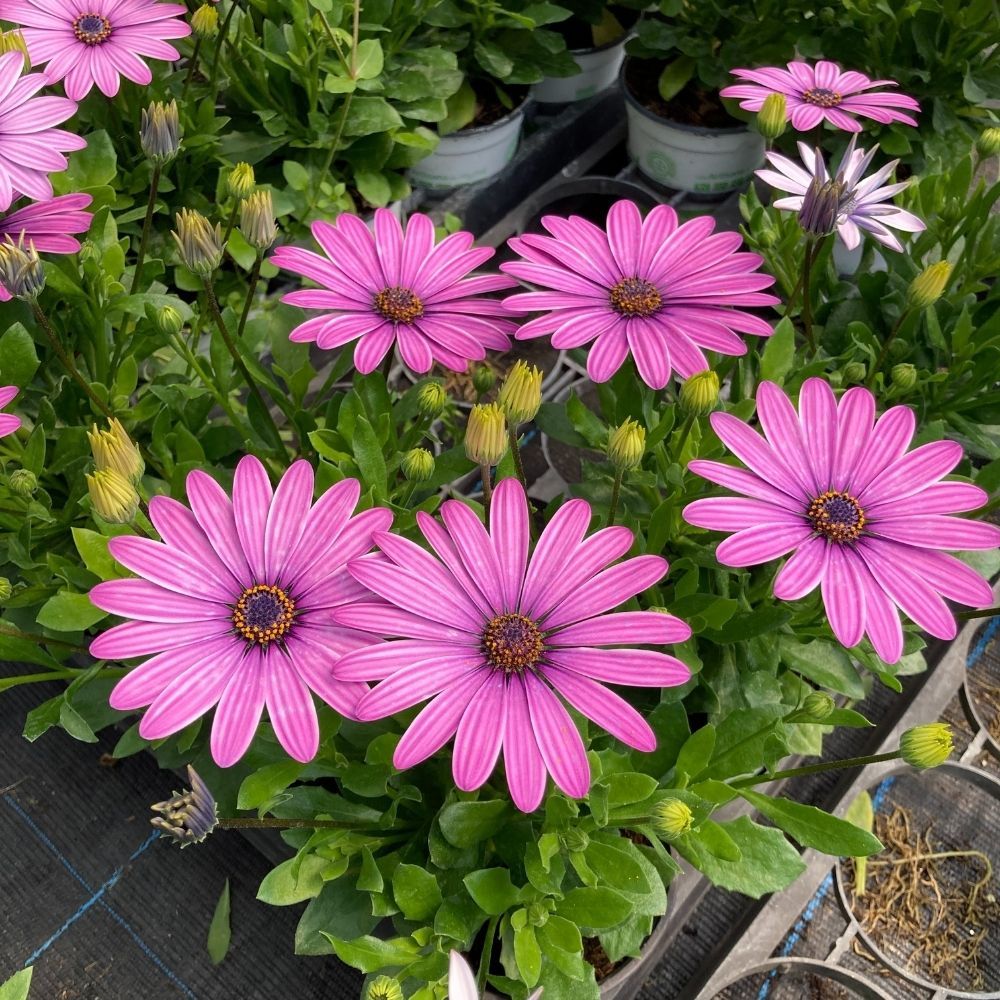 Osteospernum Flower Power Purple 12 | Coclicoh.com