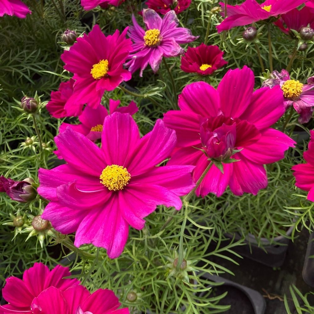 Acheter Cosmos Bipinnatus Casanova Violet et autres plantes sur Coclicoh