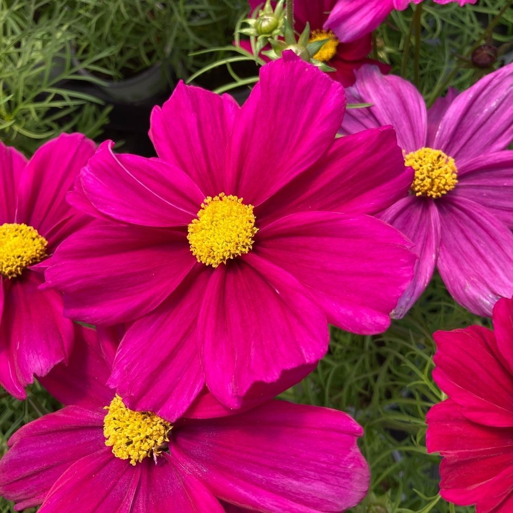 Acheter Cosmos Bipinnatus Casanova Violet et autres plantes sur Coclicoh