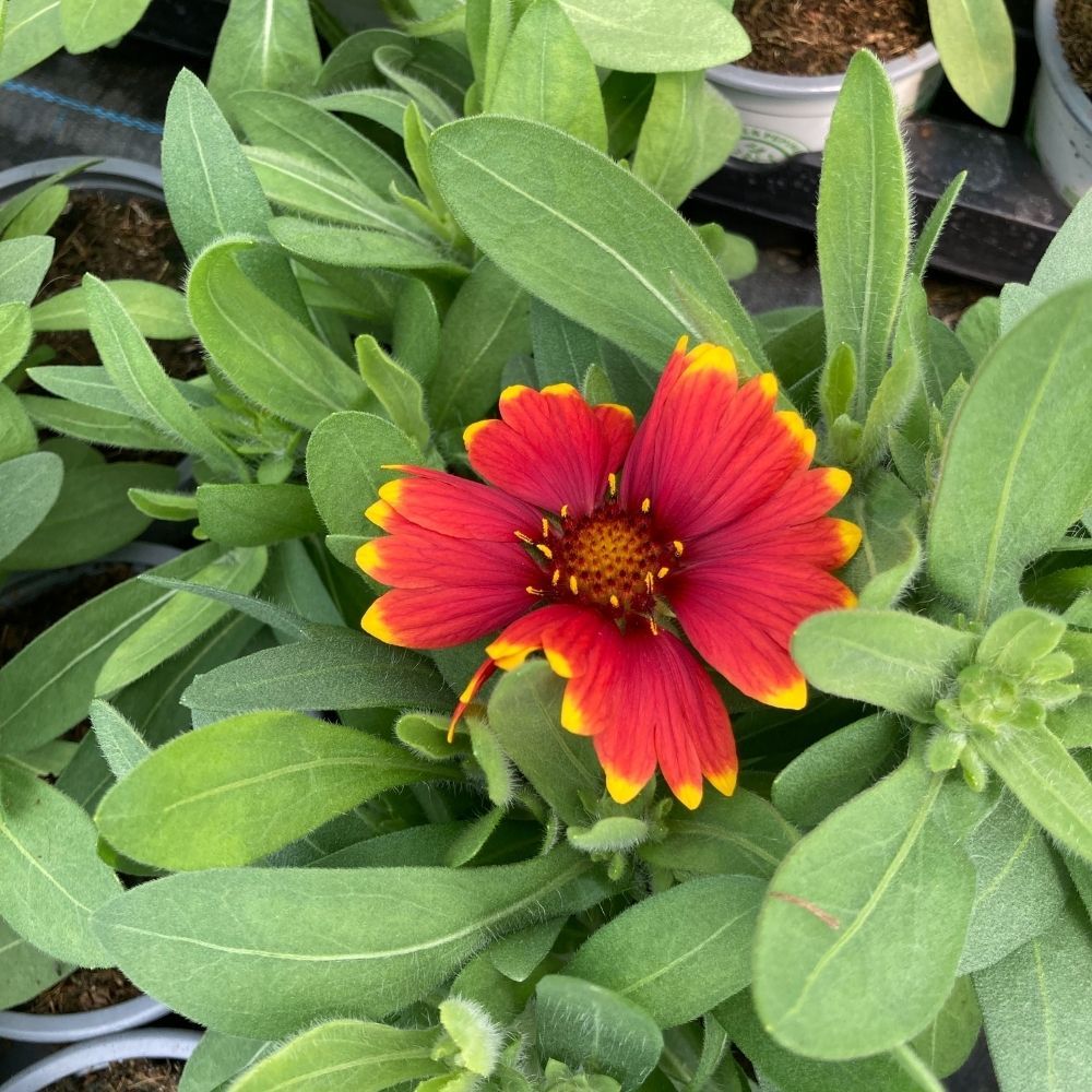 Acheter Gaillarde Grandiflora Arizona Red Shades