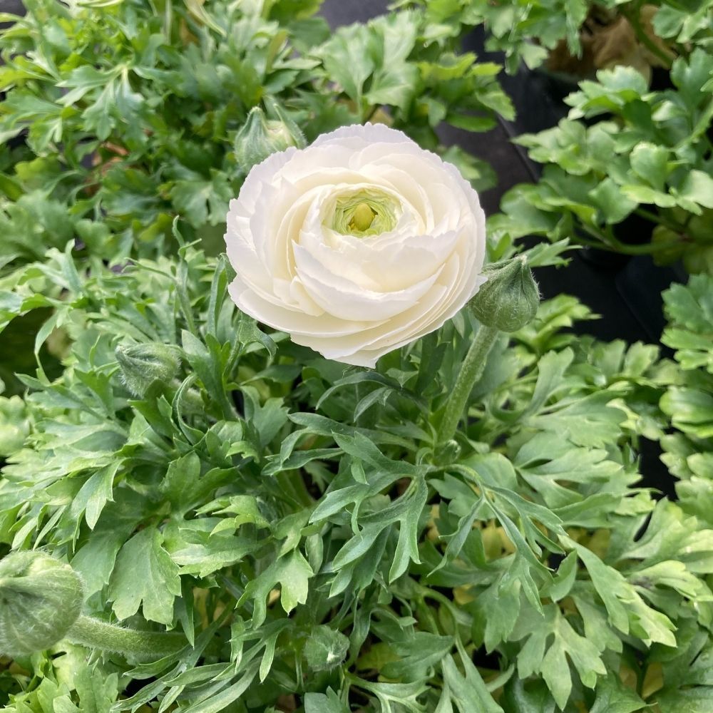Acheter Renoncule Asiaticus Maché Blanche et autres plantes sur Coclicoh
