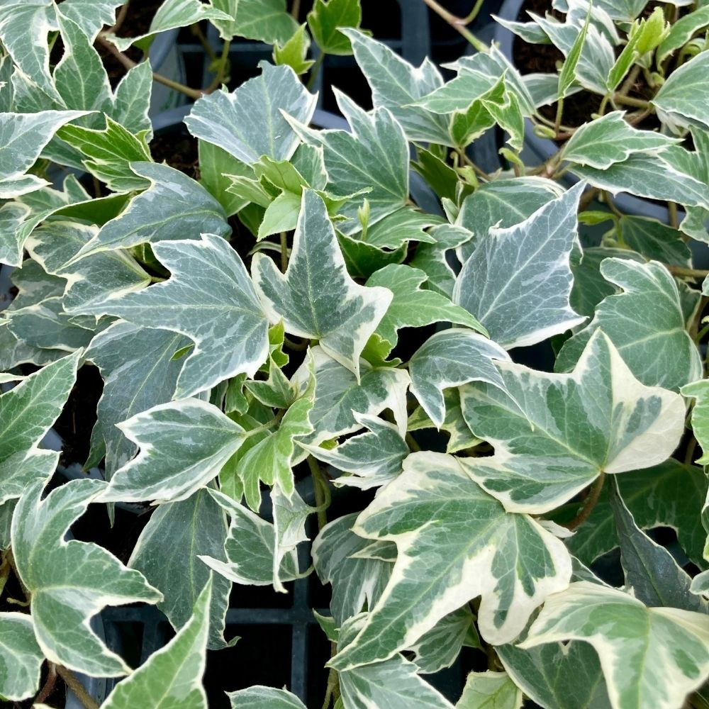 Achetez Hedera Helix 'White Ripple' - Lierre décoratif panaché ...