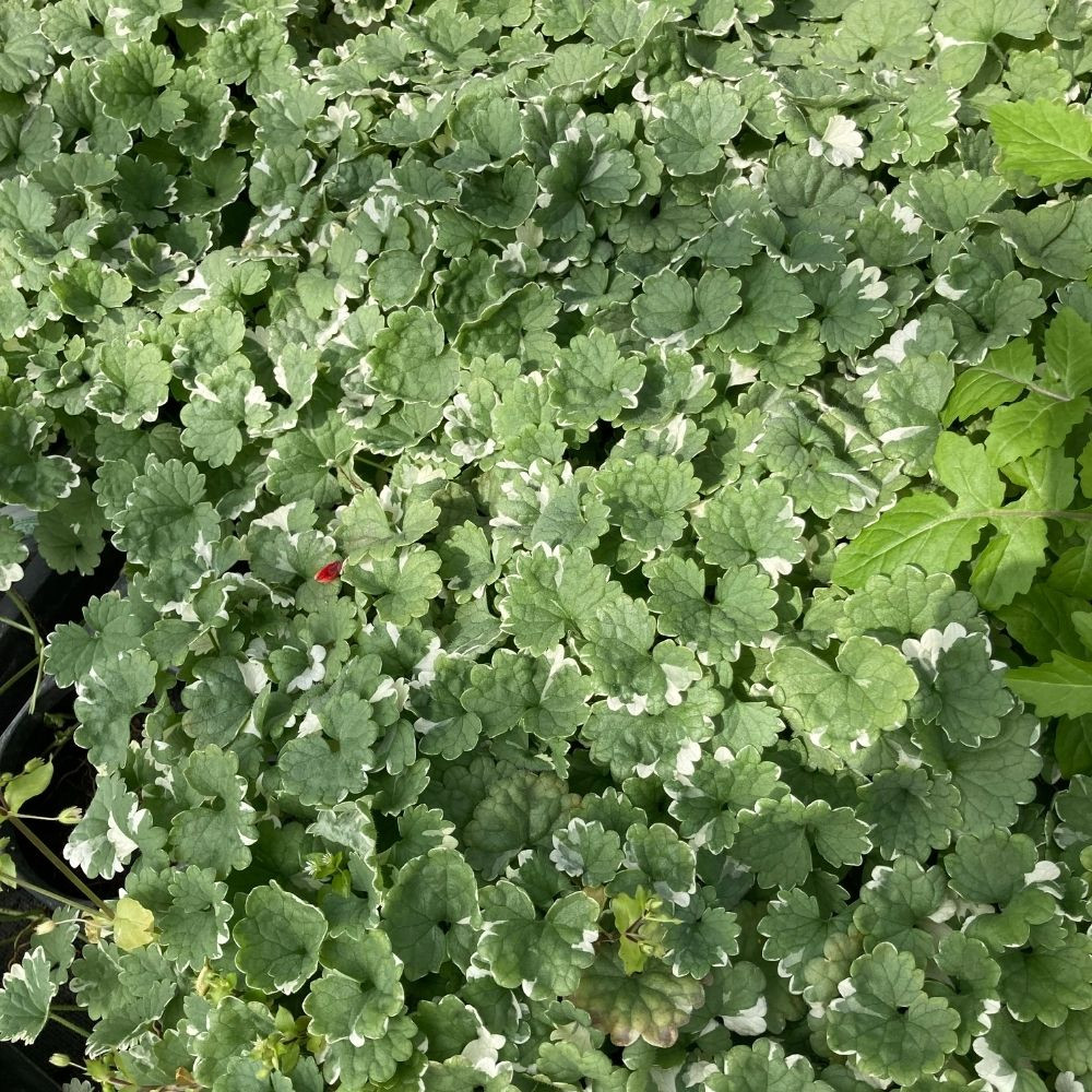 Achetez Glechoma Variegata - Vivace tapissante au feuillage décoratif ...