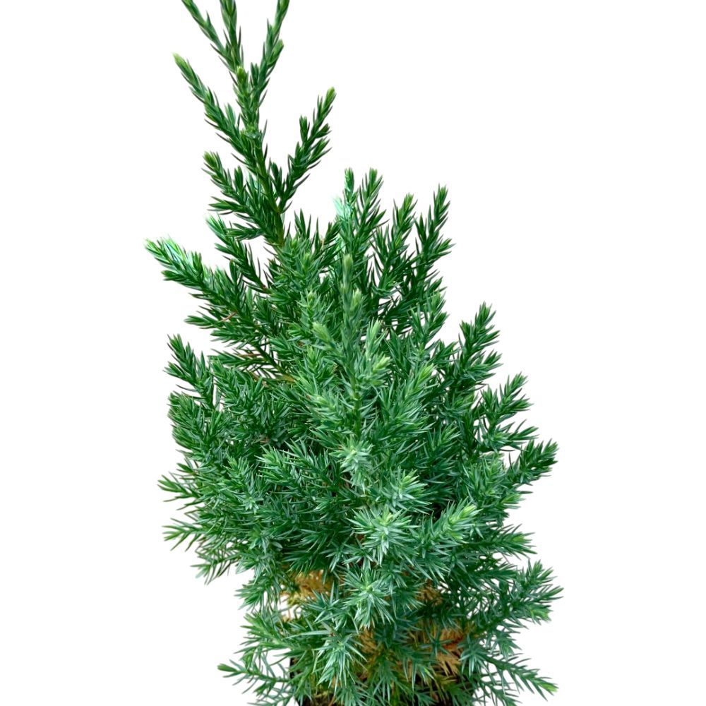 Acheter Juniperus Chinensis Stricta en pot de 13cm vivace pas cher sur ...