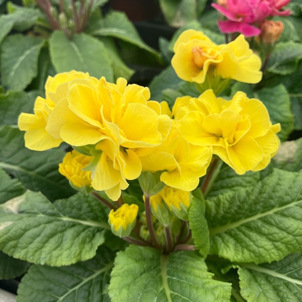 Acheter Primevère Primula Rubens (Double) Jaune et autres plantes sur ...
