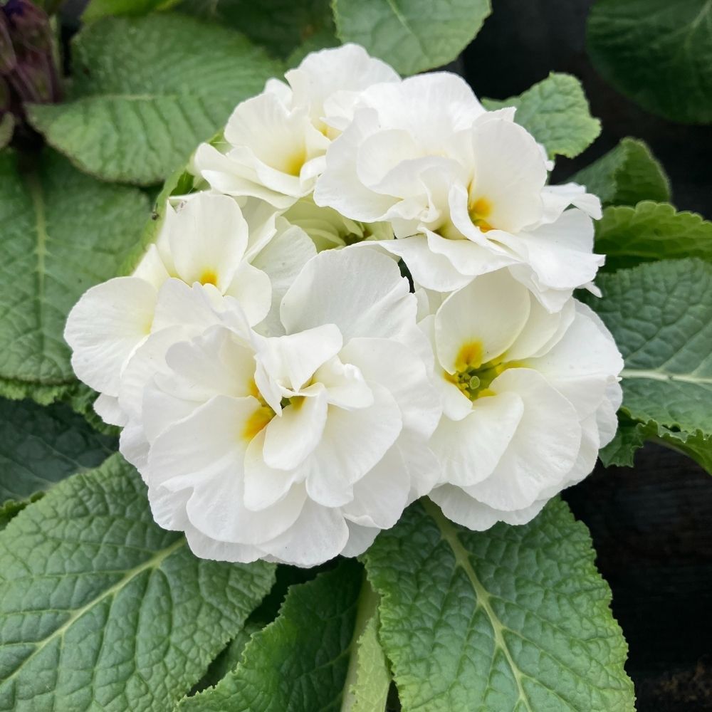 Acheter Primevère Primula Rubens (Double) Blanc et autres plantes sur ...