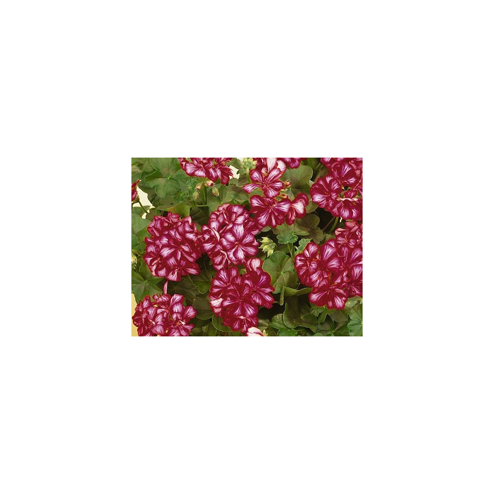 Acheter Geranium Lierre Double Toscana Chris pas cher
