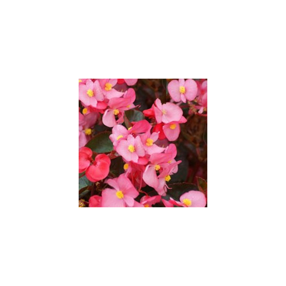 Acheter Begonia Massif Ambassador Rose pas cher