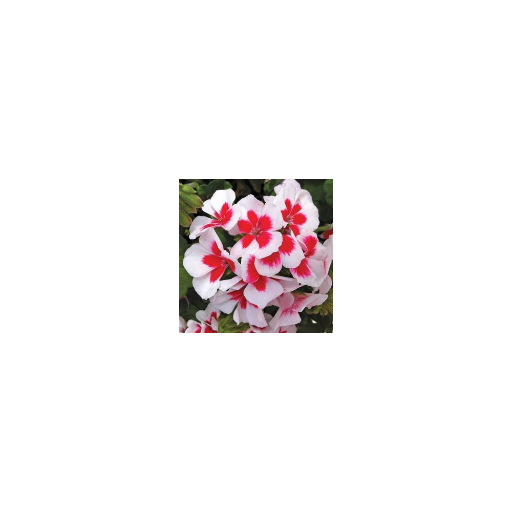 Acheter Geranium Droit Americana White Splash pas cher