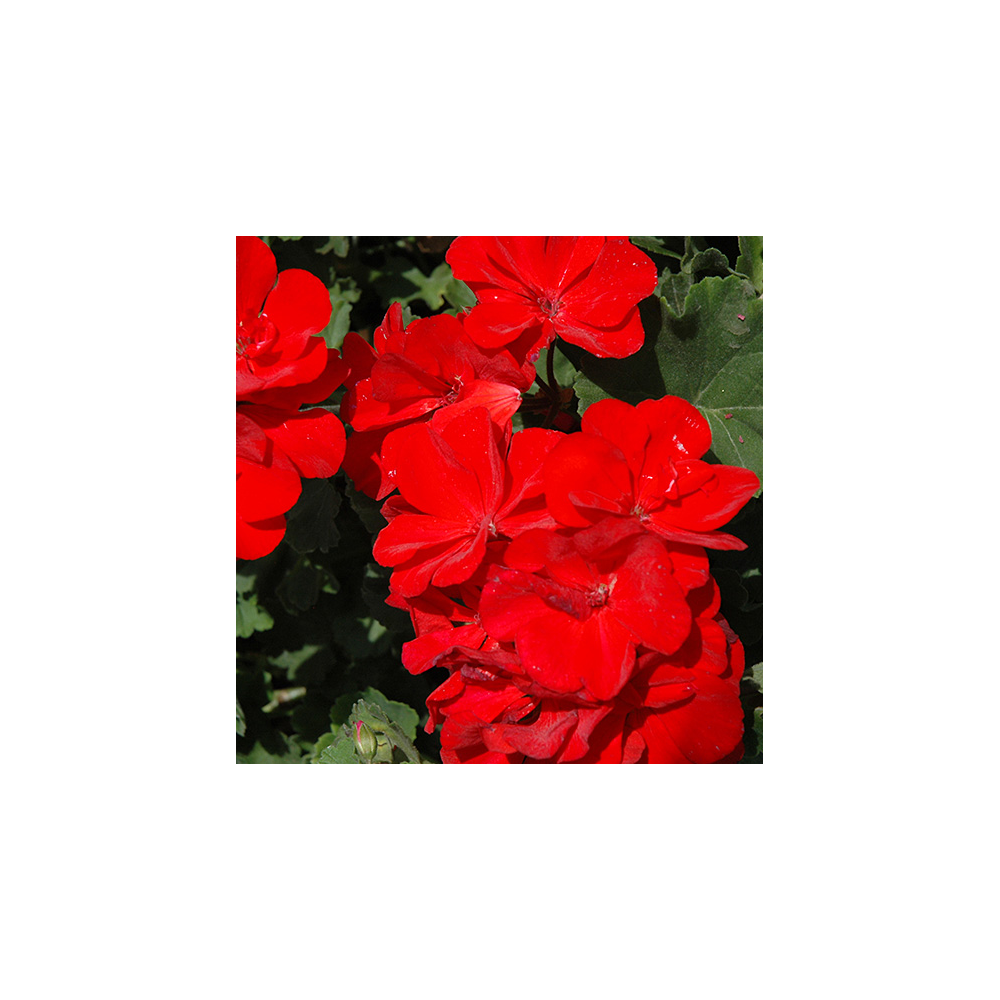 Acheter Geranium Droit Savannah Really Red pas cher