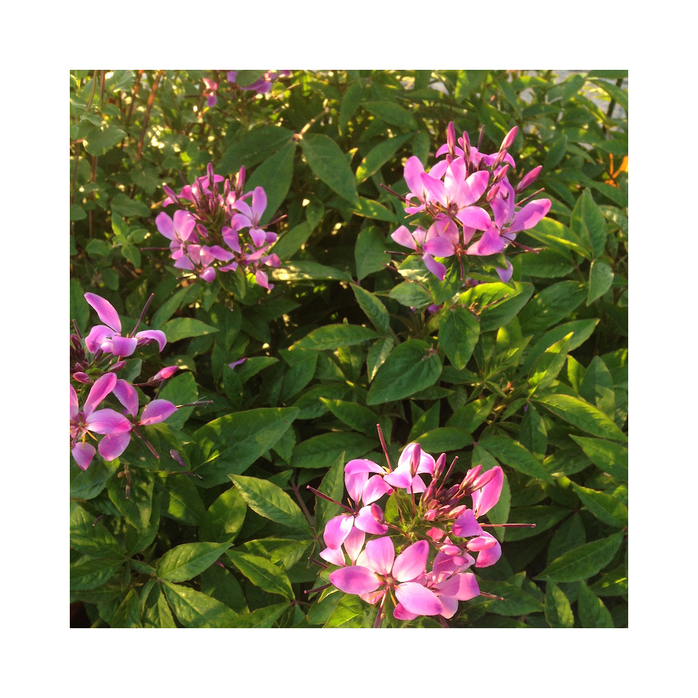 Acheter Cleome Clio Magenta