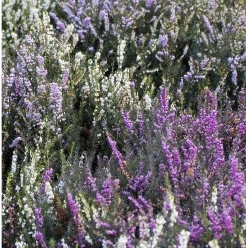 Acheter Bruyère Calluna Garden Twingirls Bicolore vivace pas cher sur ...