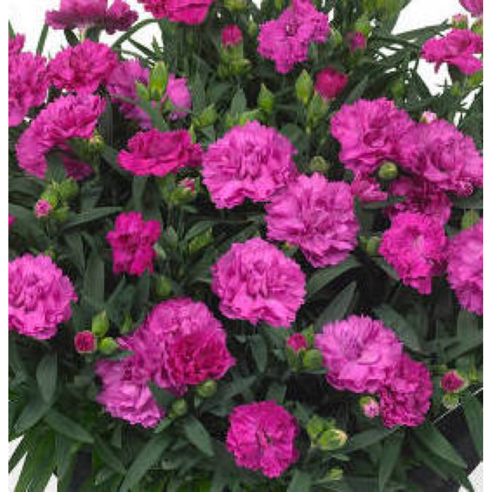 Acheter Dianthus Sunflor Faganza vivace pas cher sur Coclicoh