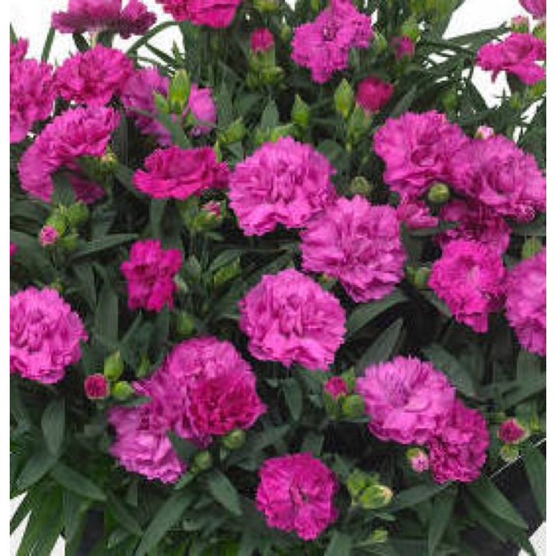 Acheter Dianthus Sunflor Faganza vivace pas cher sur Coclicoh